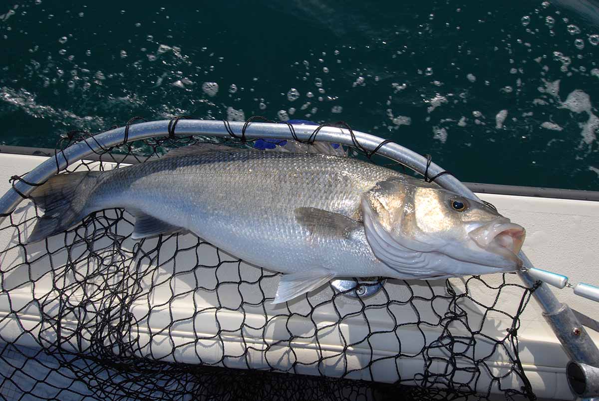 Pesci e predatori: i segreti della spigola. Di cosa si nutre? - Planetspin