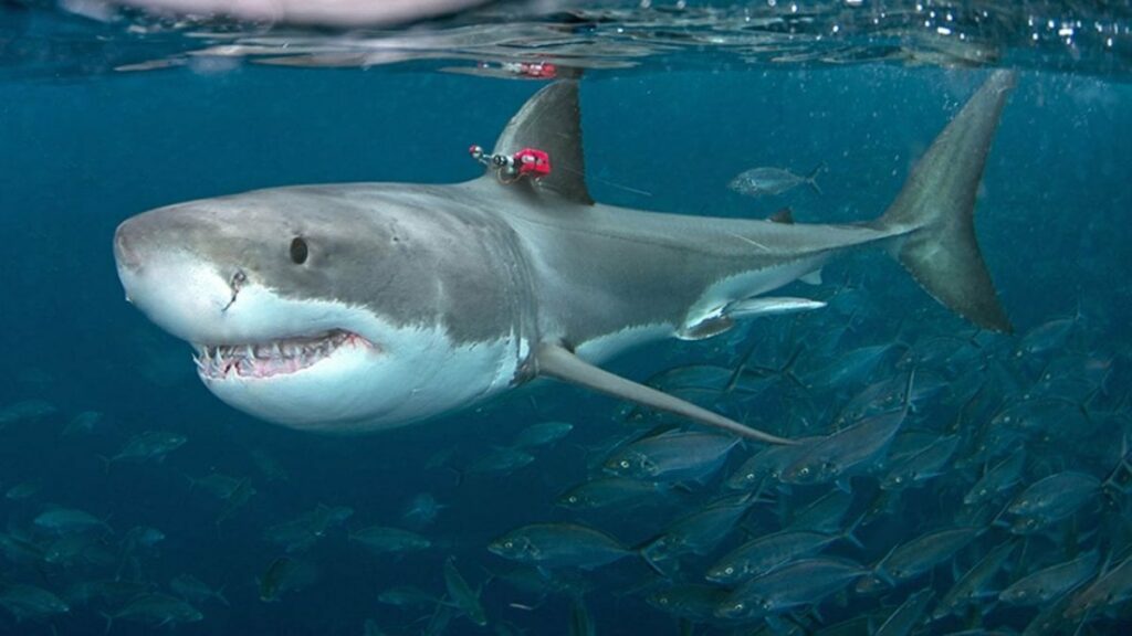 Squali in Italia: miti, realtà e consapevolezza - Planetspin