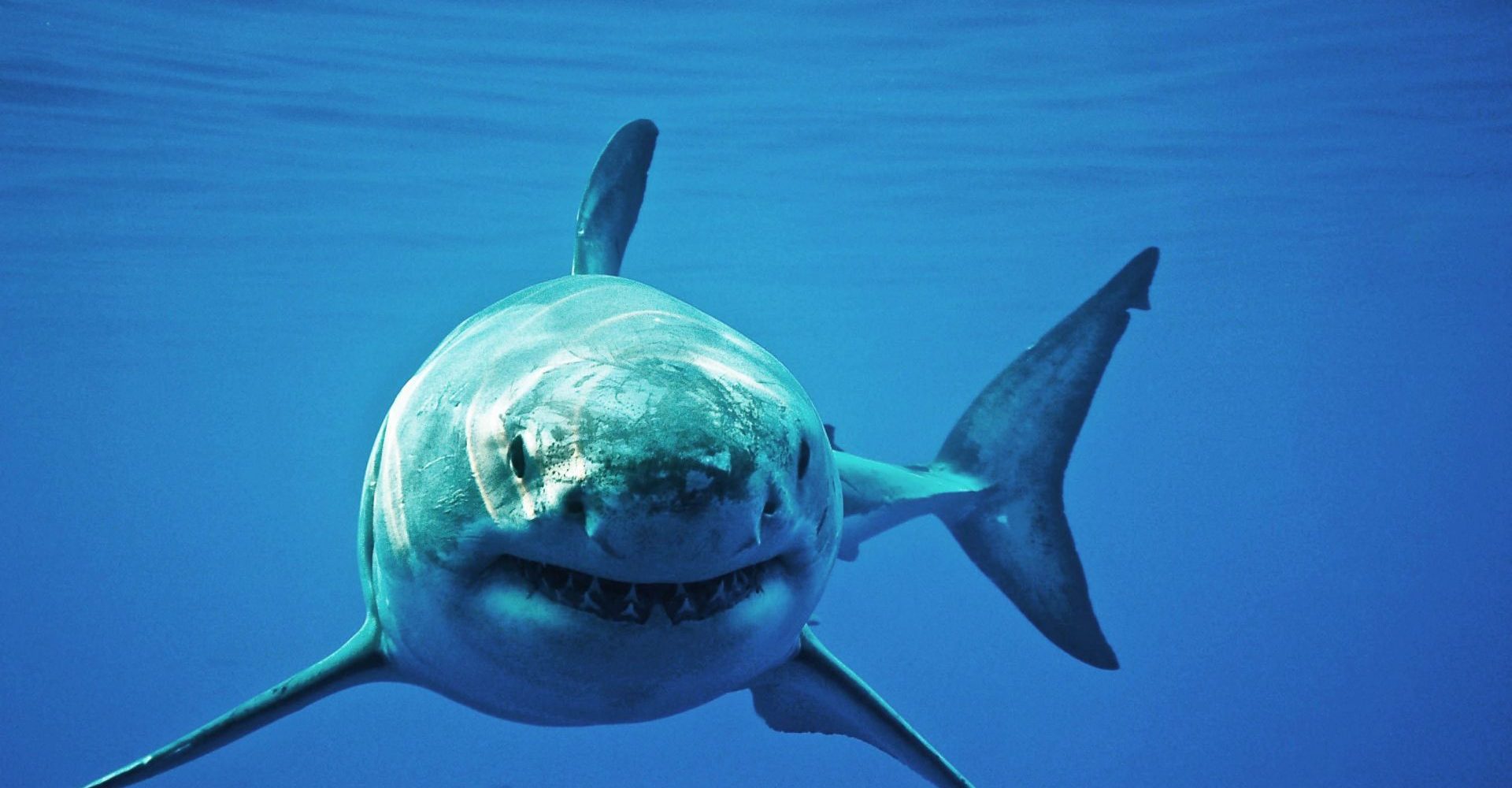 Squali in Italia: miti, realtà e consapevolezza - Planetspin